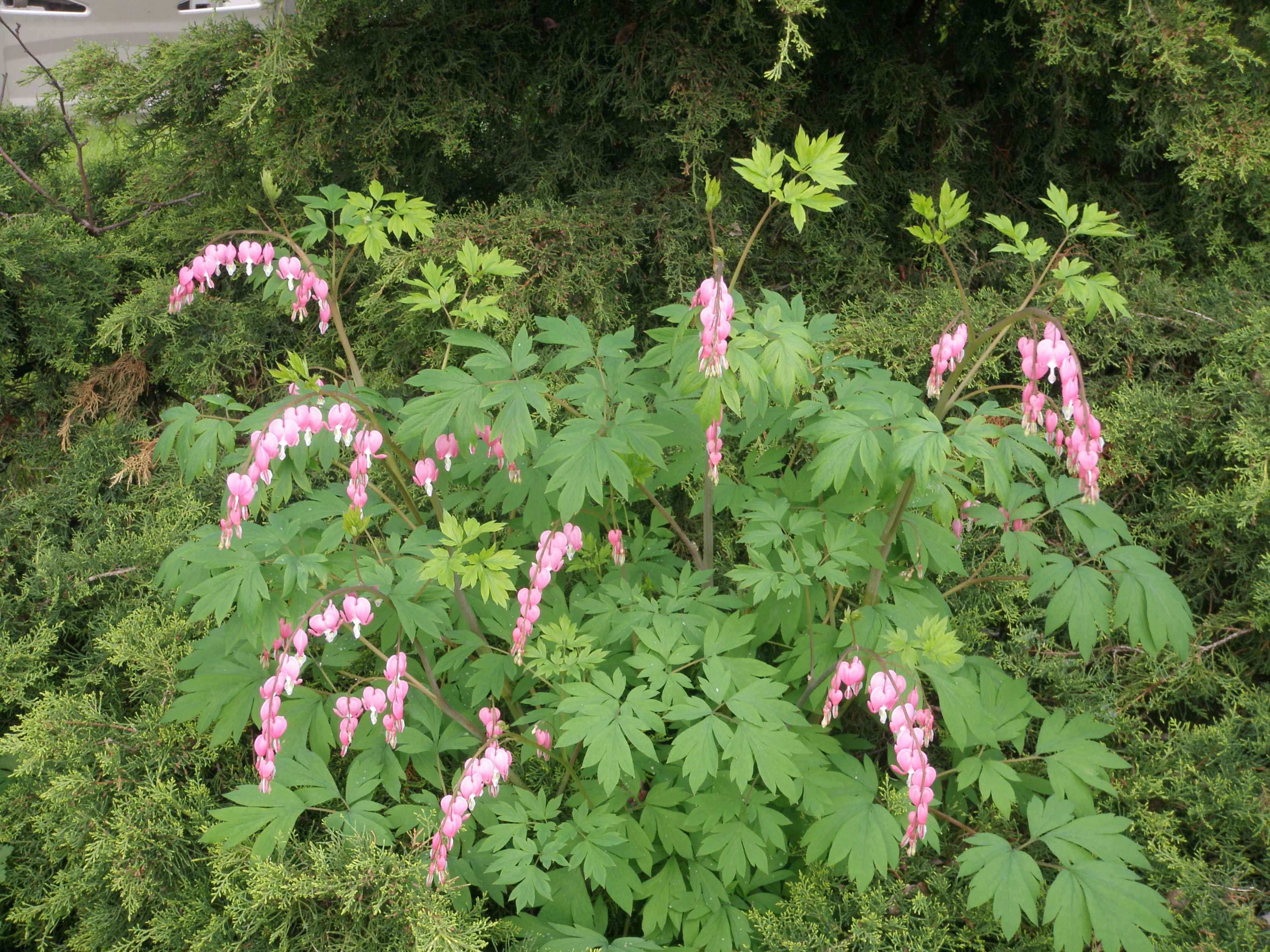 Spring Lament... - Gypsy JoyGypsy Joy