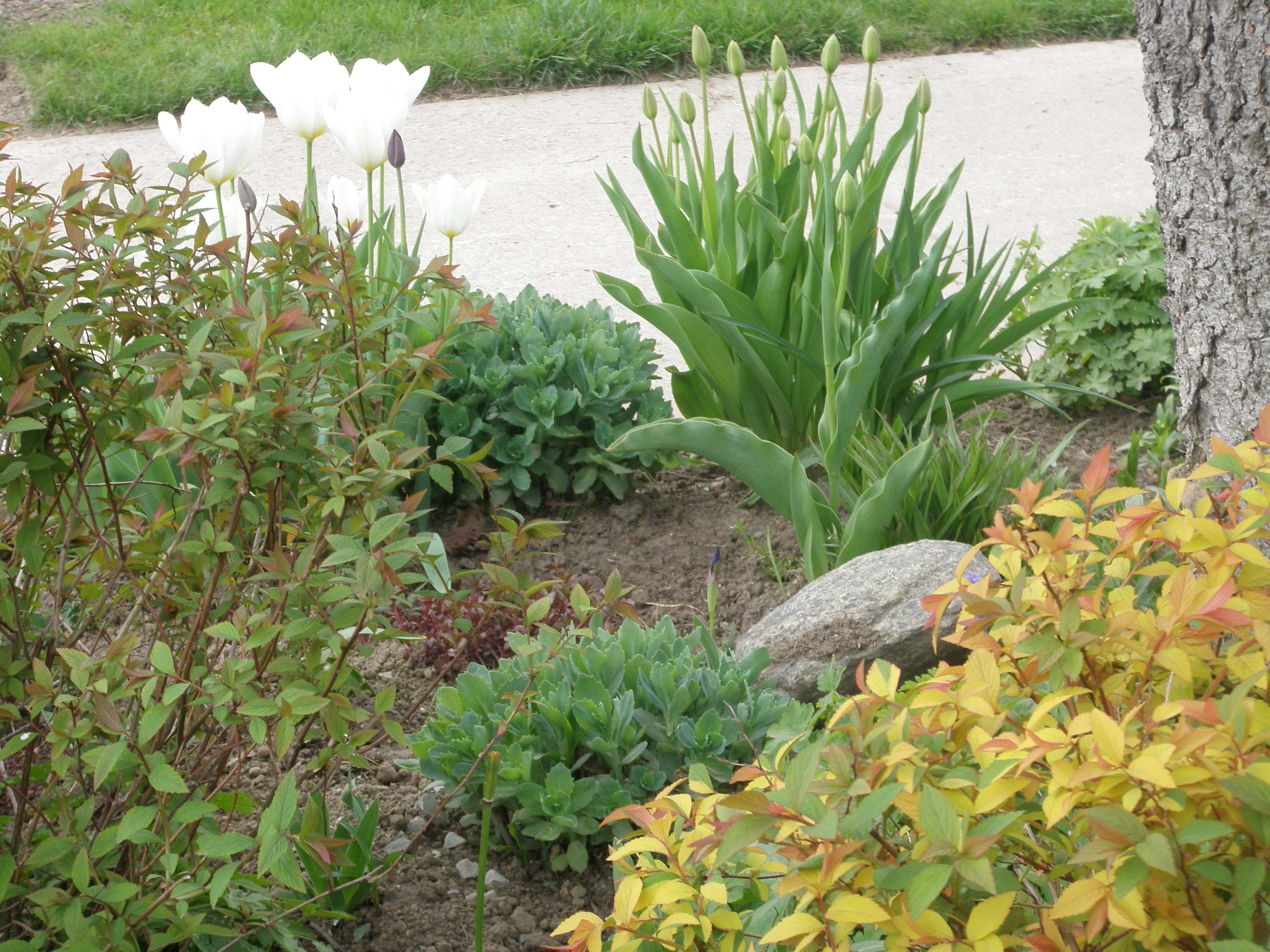 Spring Lament... - Gypsy JoyGypsy Joy